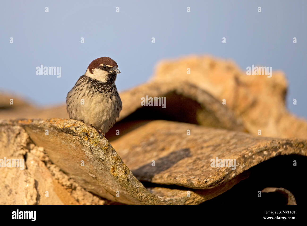 Italian Sparrow (Passer italiae Stock Photo - Alamy
