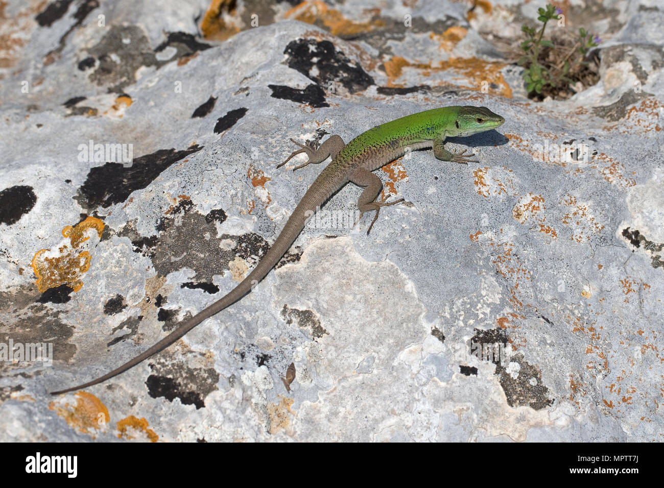 Italian Wall Lizard (Podarcis siculus) Sicily Italy IT April 2018 Stock ...