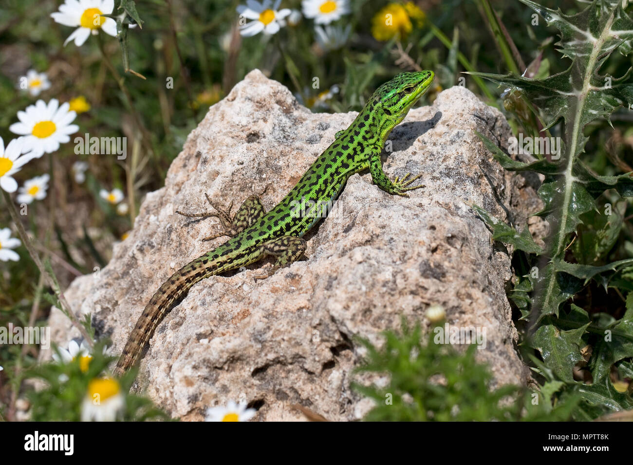 Sicilian Wall Lizard (Podarcis waglerianus Stock Photo - Alamy