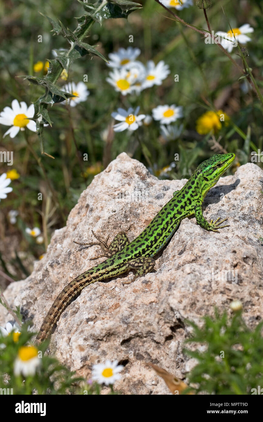 Sicilian wall lizard hi-res stock photography and images - Alamy