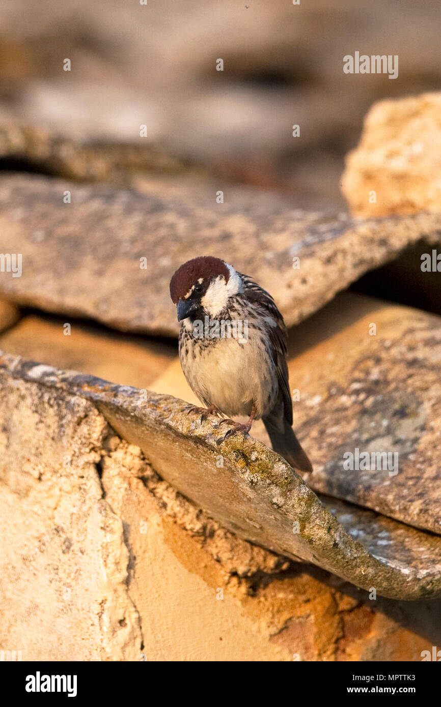 Italian Sparrow (Passer italiae Stock Photo - Alamy