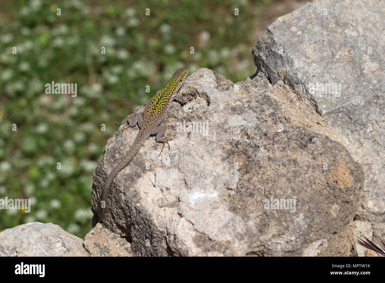 Italian Wall Lizard (Podarcis siculus Stock Photo - Alamy