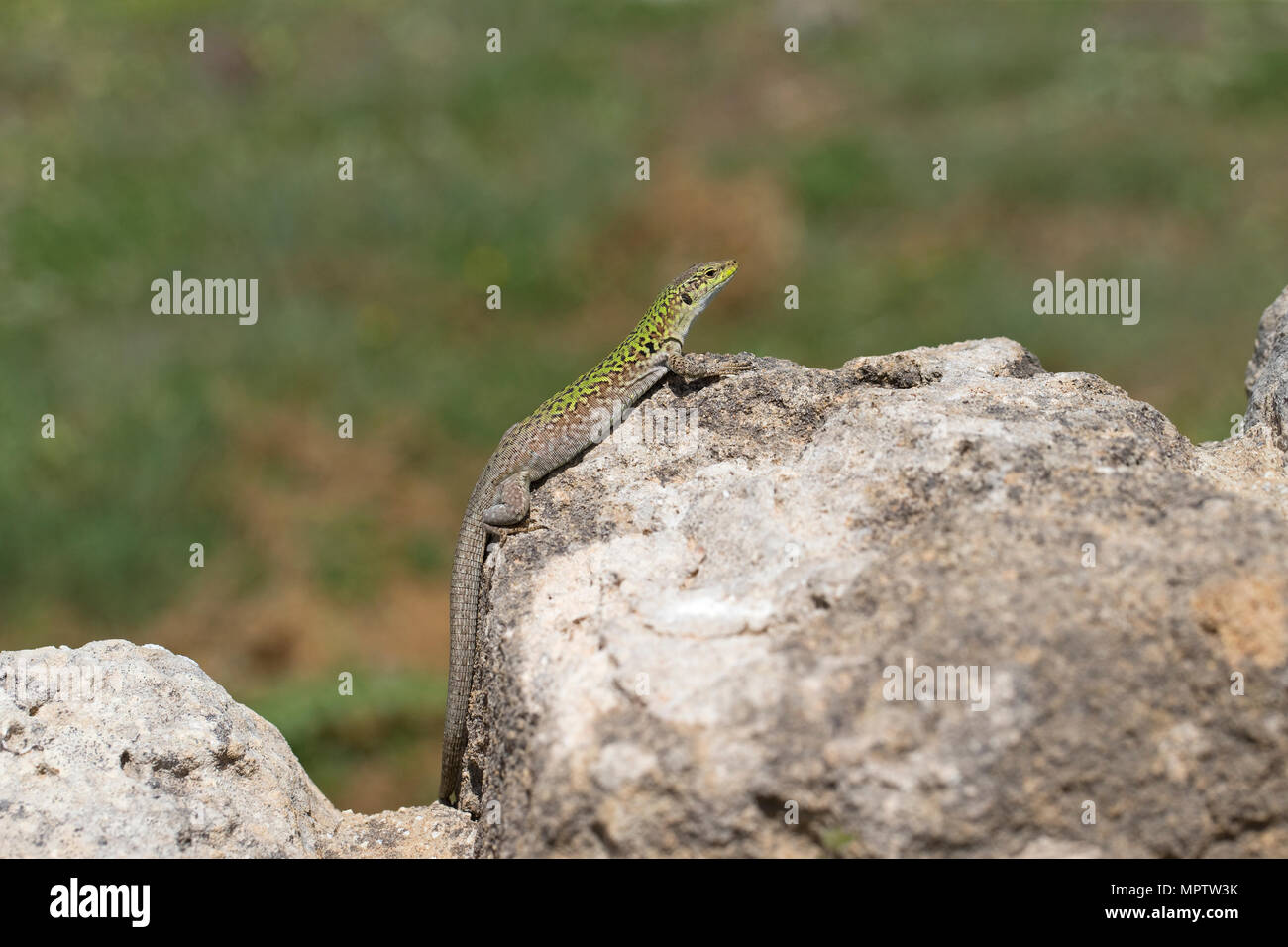 Sicilian wall lizard hi-res stock photography and images - Alamy