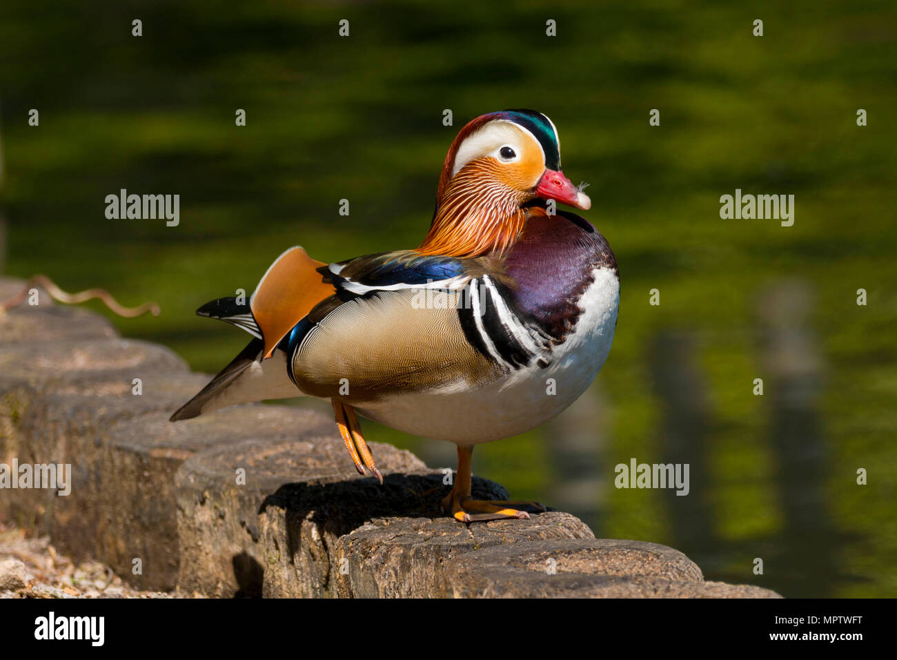 Mandarin duck (aix galericulata) next to a lake in Margan Parc Port ...