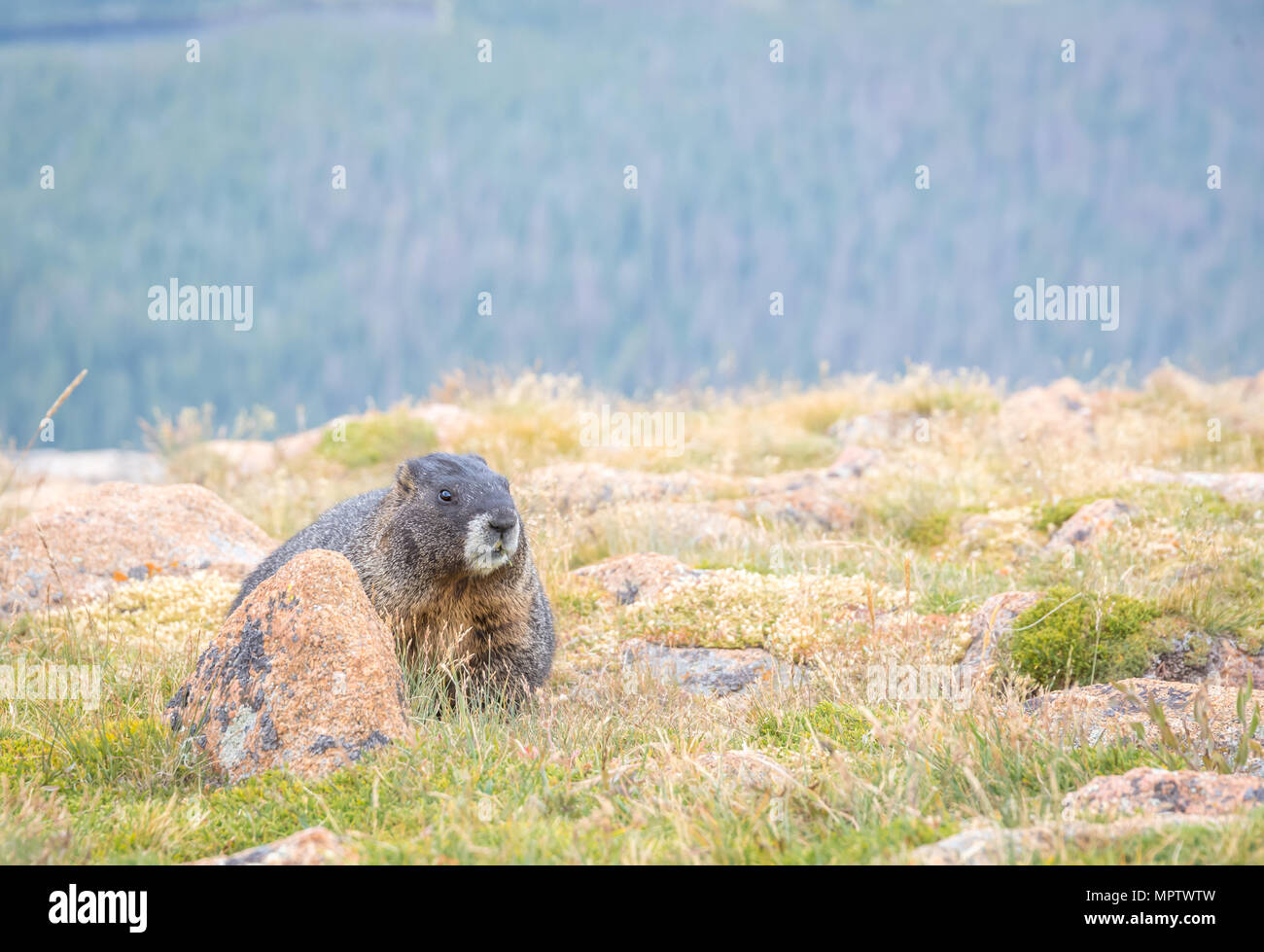Yellow bellied marmot colorado hi-res stock photography and images - Alamy