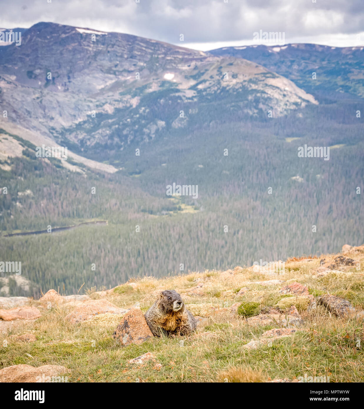 Yellow-bellied Marmot in Rocky Mountain National Park with mountains in ...