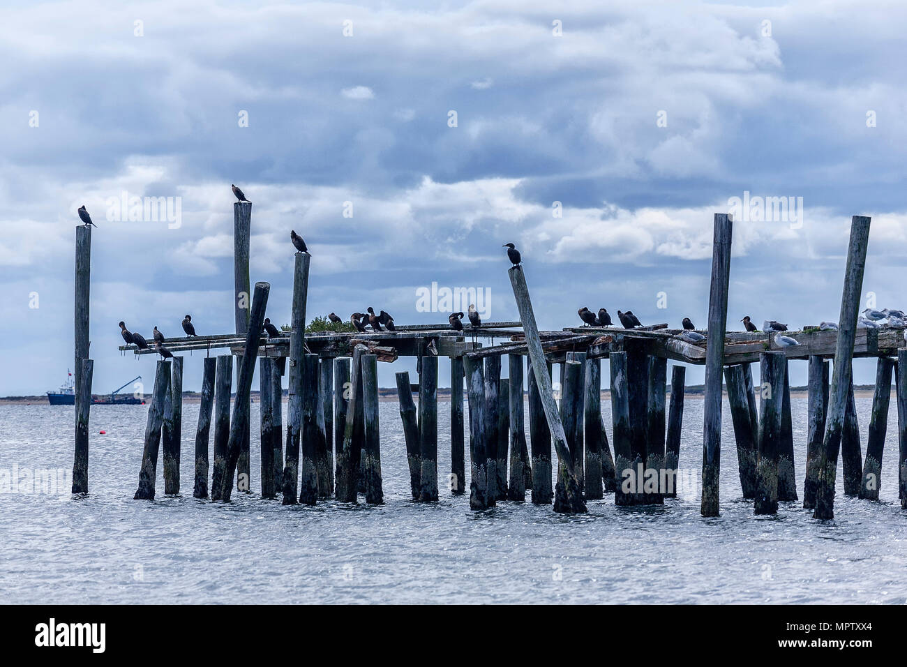 Old jetty east cost United States Stock Photo - Alamy
