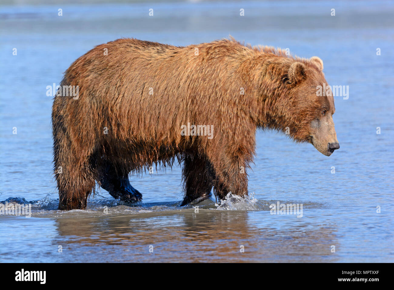 Grizzly on the Prowl in an Estuary in Hallo Bay of Katmai National Park ...