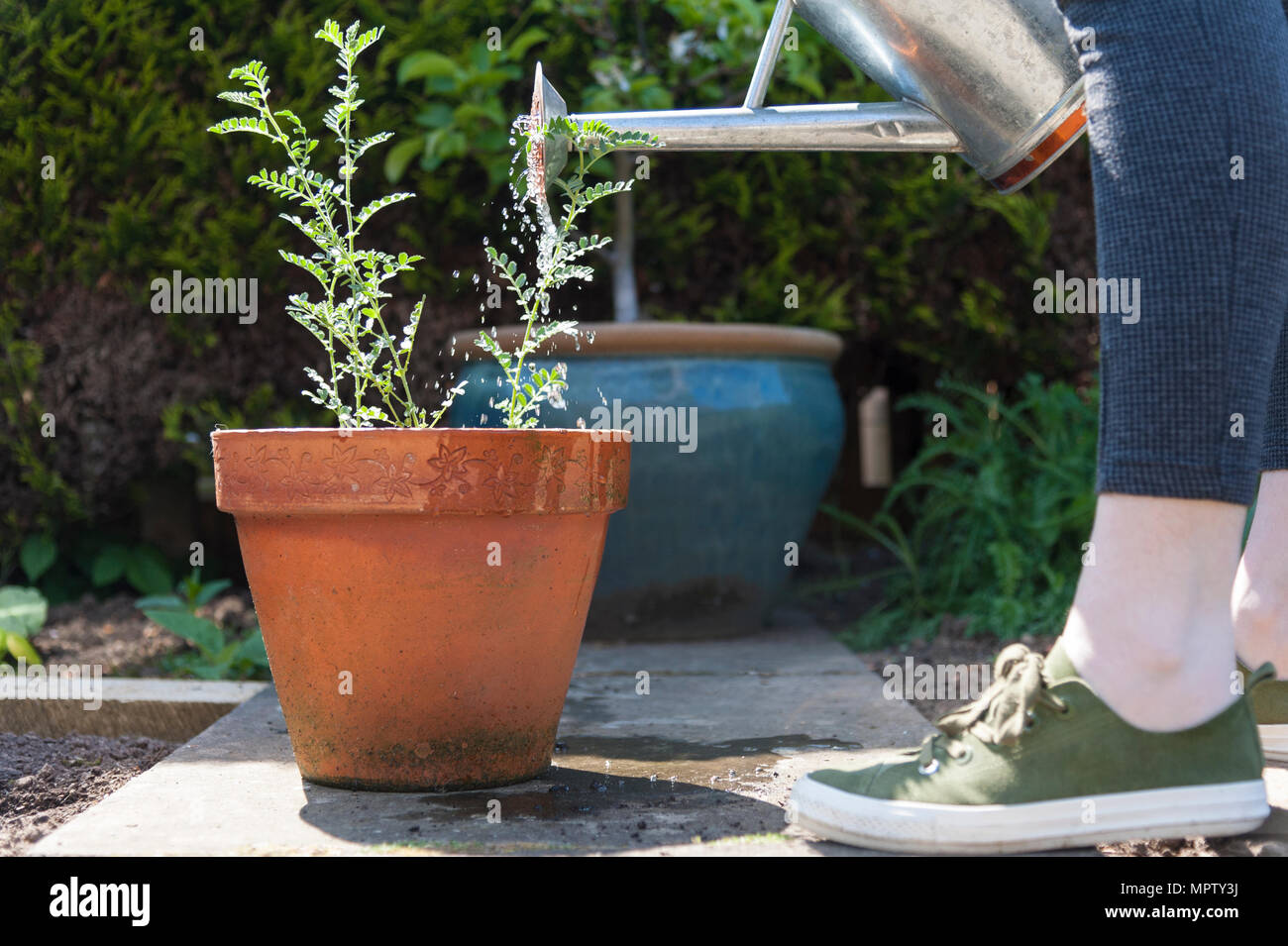 Planting chickpea seedlings Stock Photo - Alamy