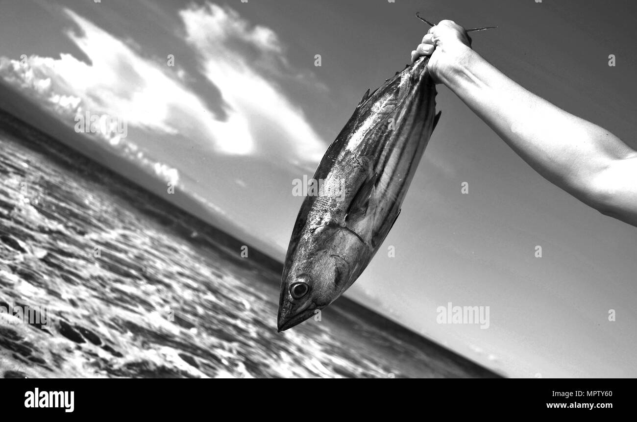 catch of the Day, Baler, philippines Stock Photo - Alamy