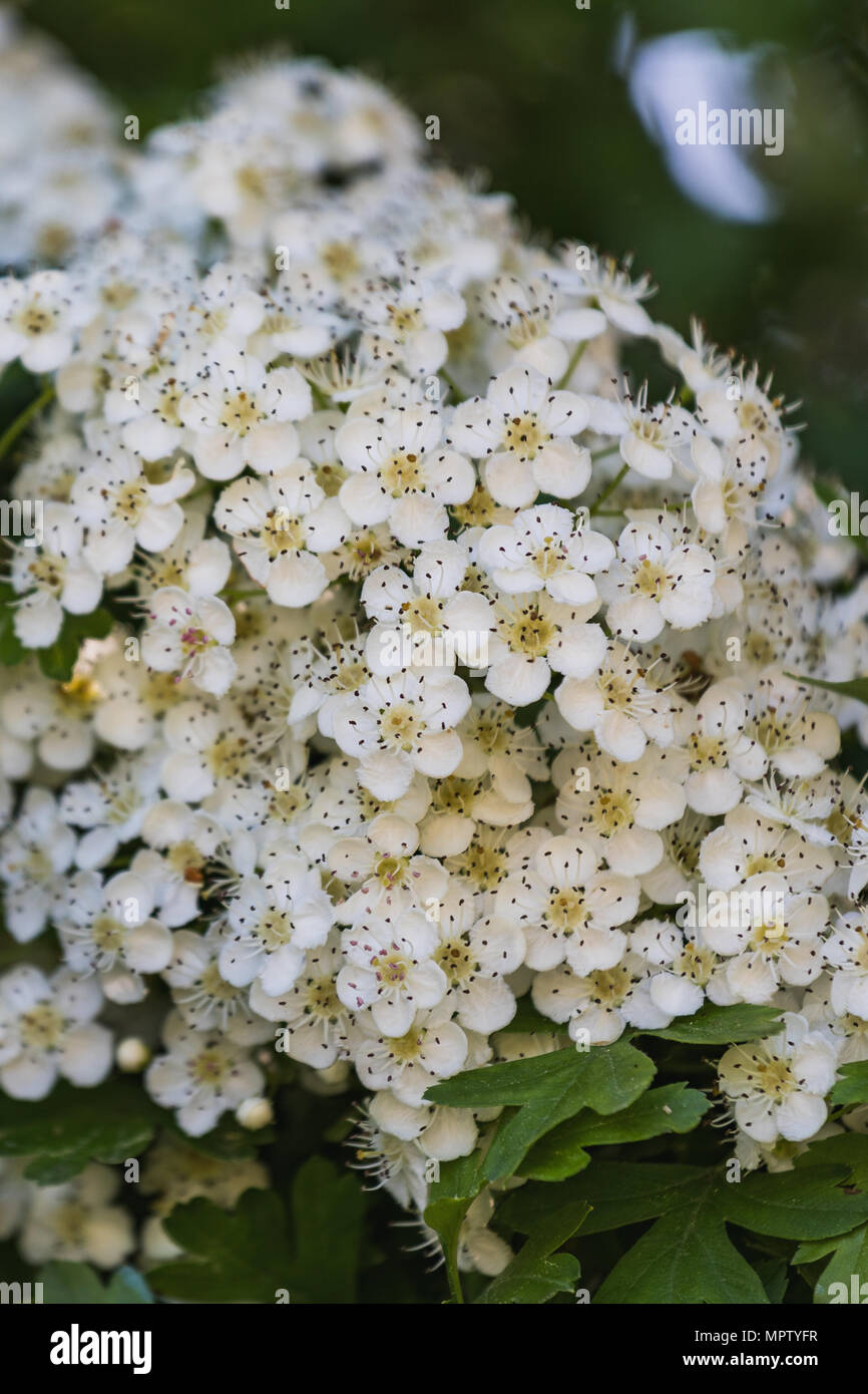 Detailed close up of a wayfaring tree or viburnum lantana switzerland ...