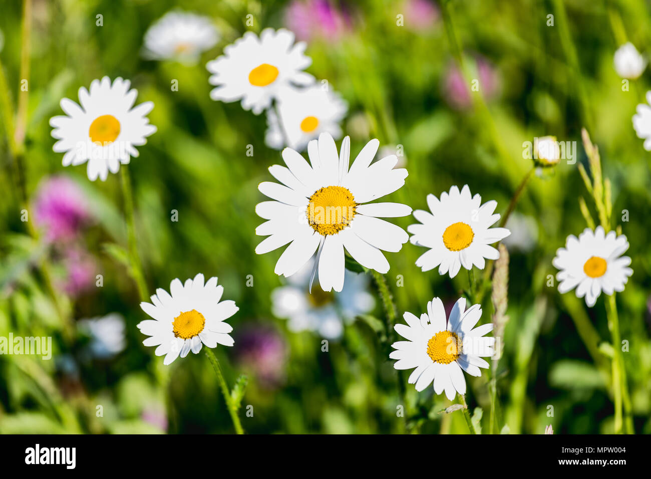 Close up of a white and yellow camomile field switzerland Stock Photo ...