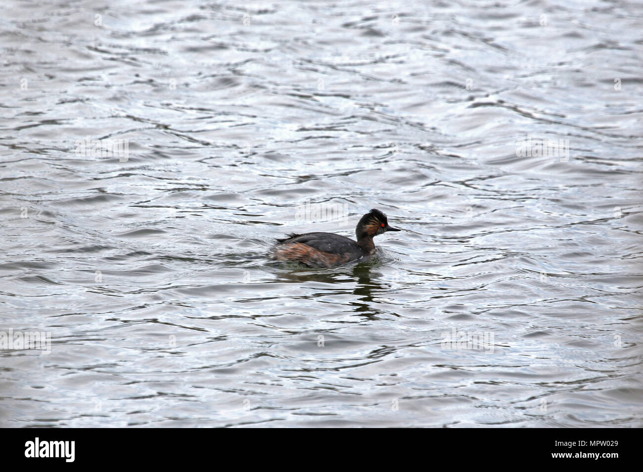 Slovenian grebe hi-res stock photography and images - Alamy