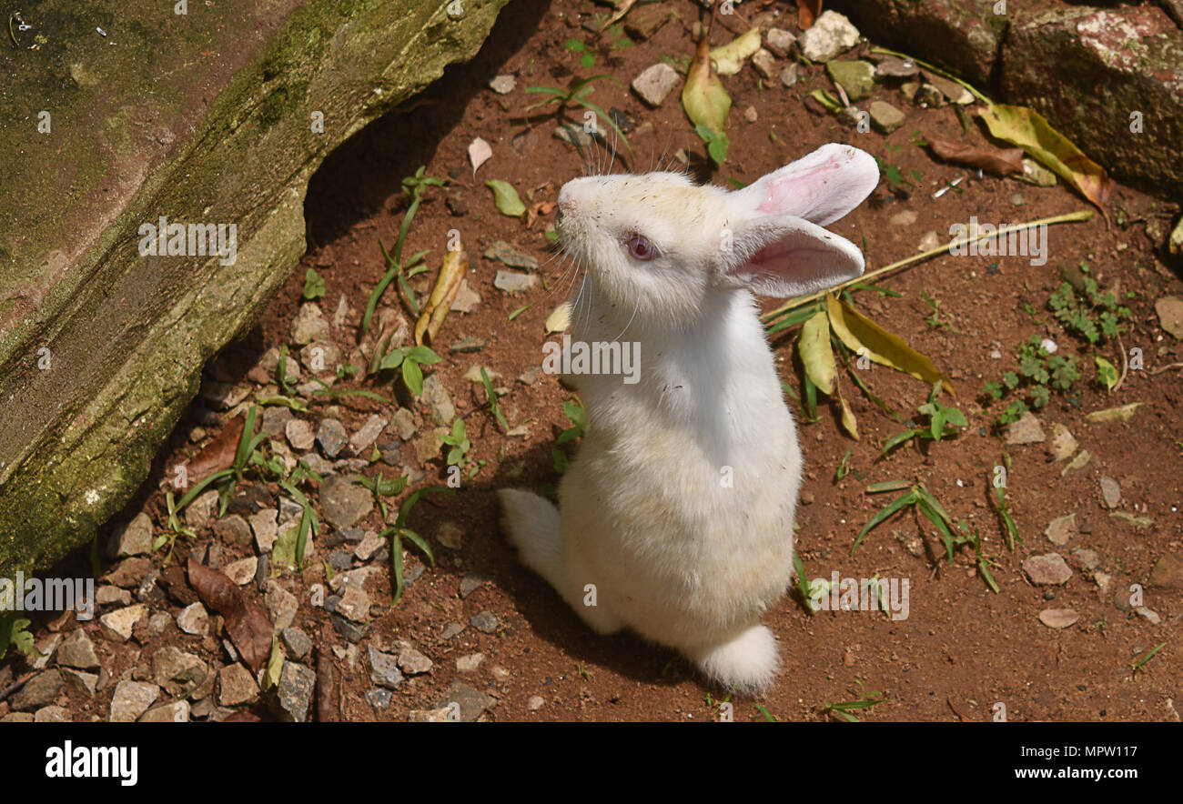 Indian rabbit hi-res stock photography and images - Alamy