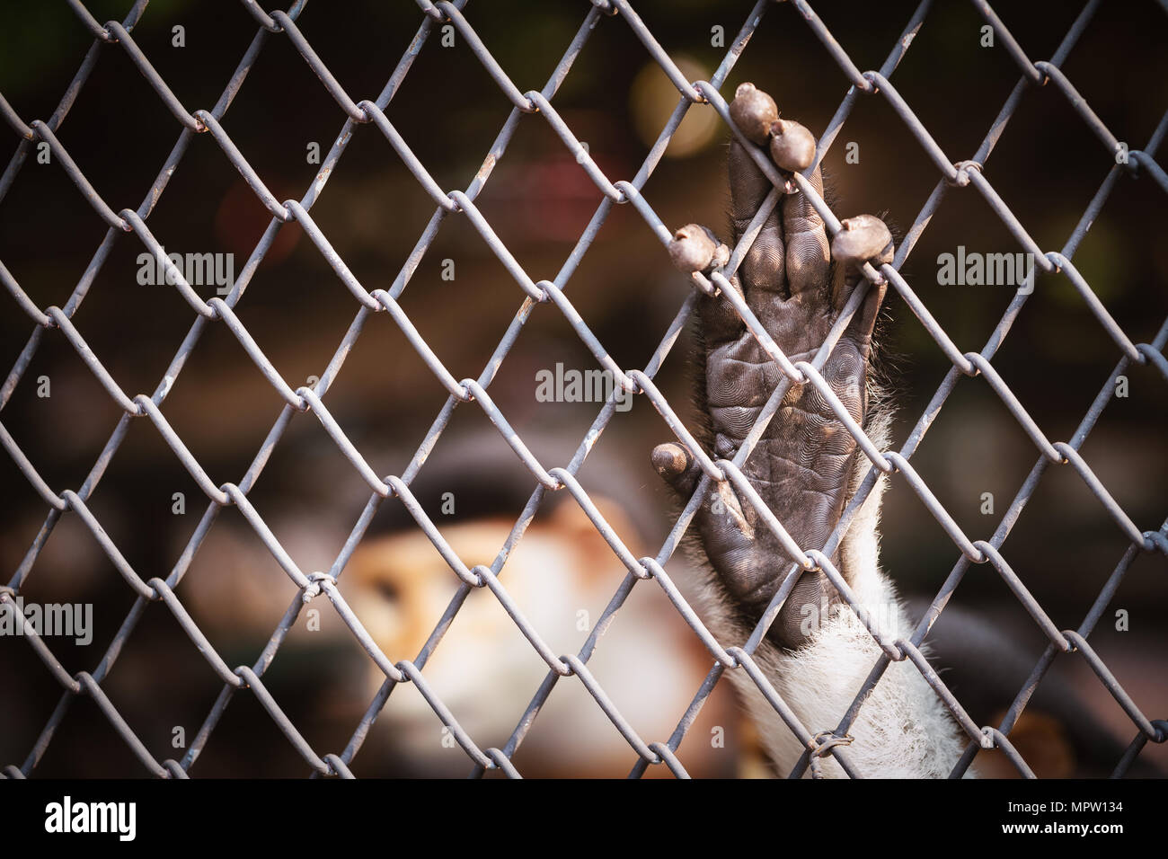 Close up on monkey black hand which fingers hanging on rust iron cage ...