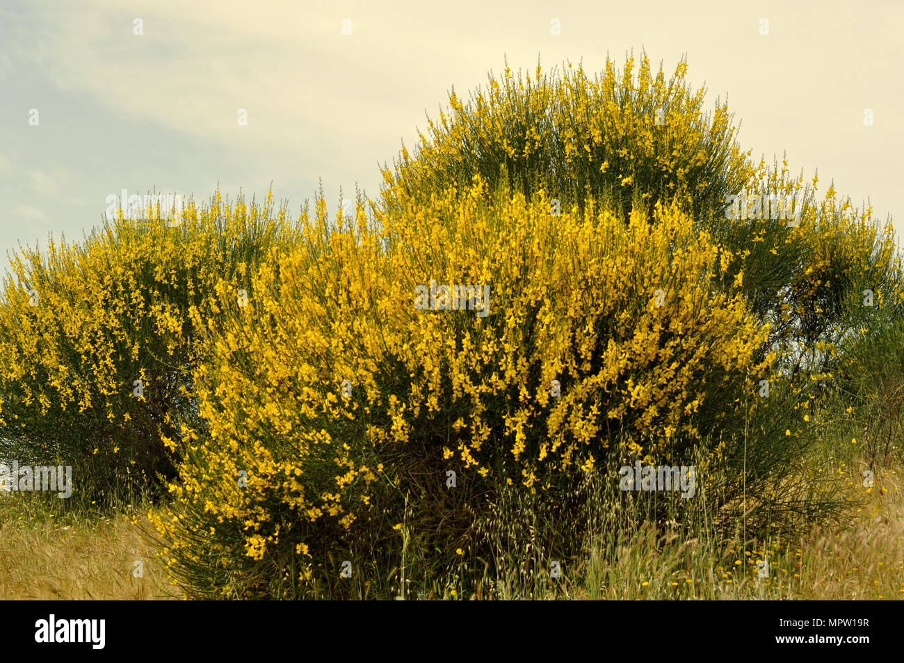 Broom bushes hi-res stock photography and images - Alamy