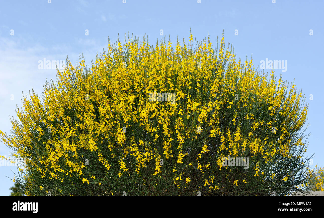 broom bushes with yellow flowers Stock Photo - Alamy