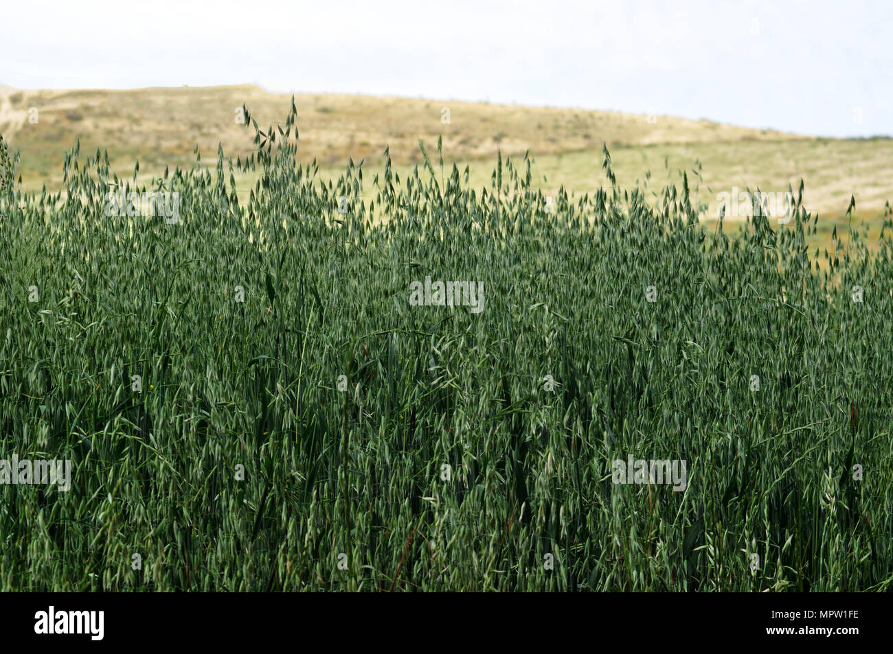 Farmer holding oats hi-res stock photography and images - Alamy