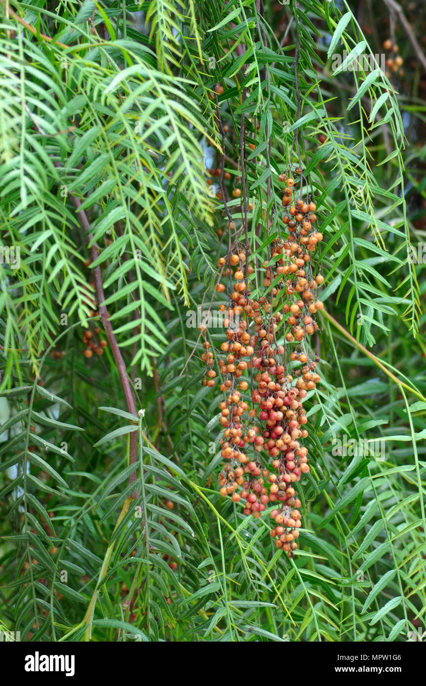 Peruvian pepper with ripe fruits Stock Photo - Alamy