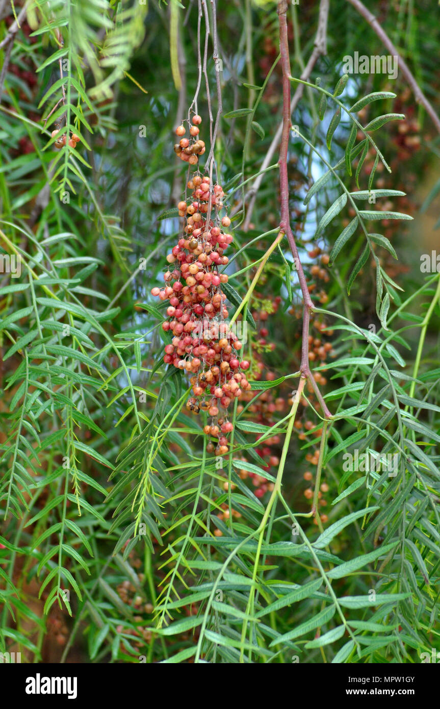 Peruvian pepper with ripe fruits Stock Photo - Alamy