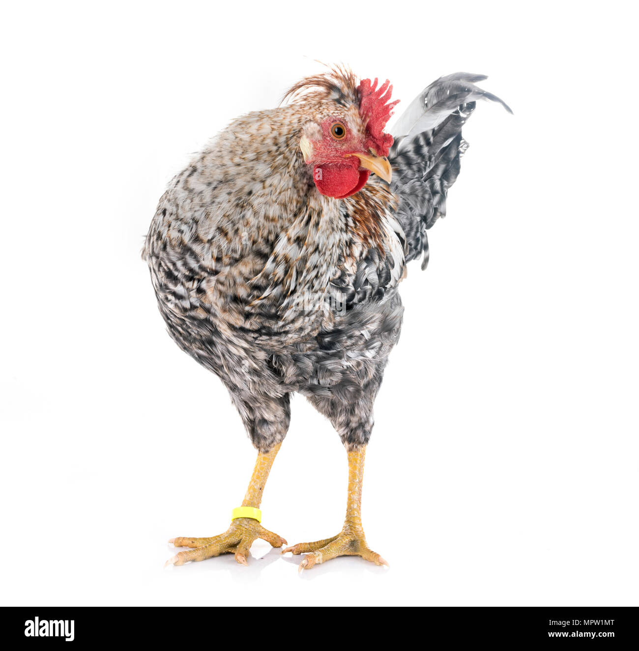 Legbar chicken hi-res stock photography and images - Alamy