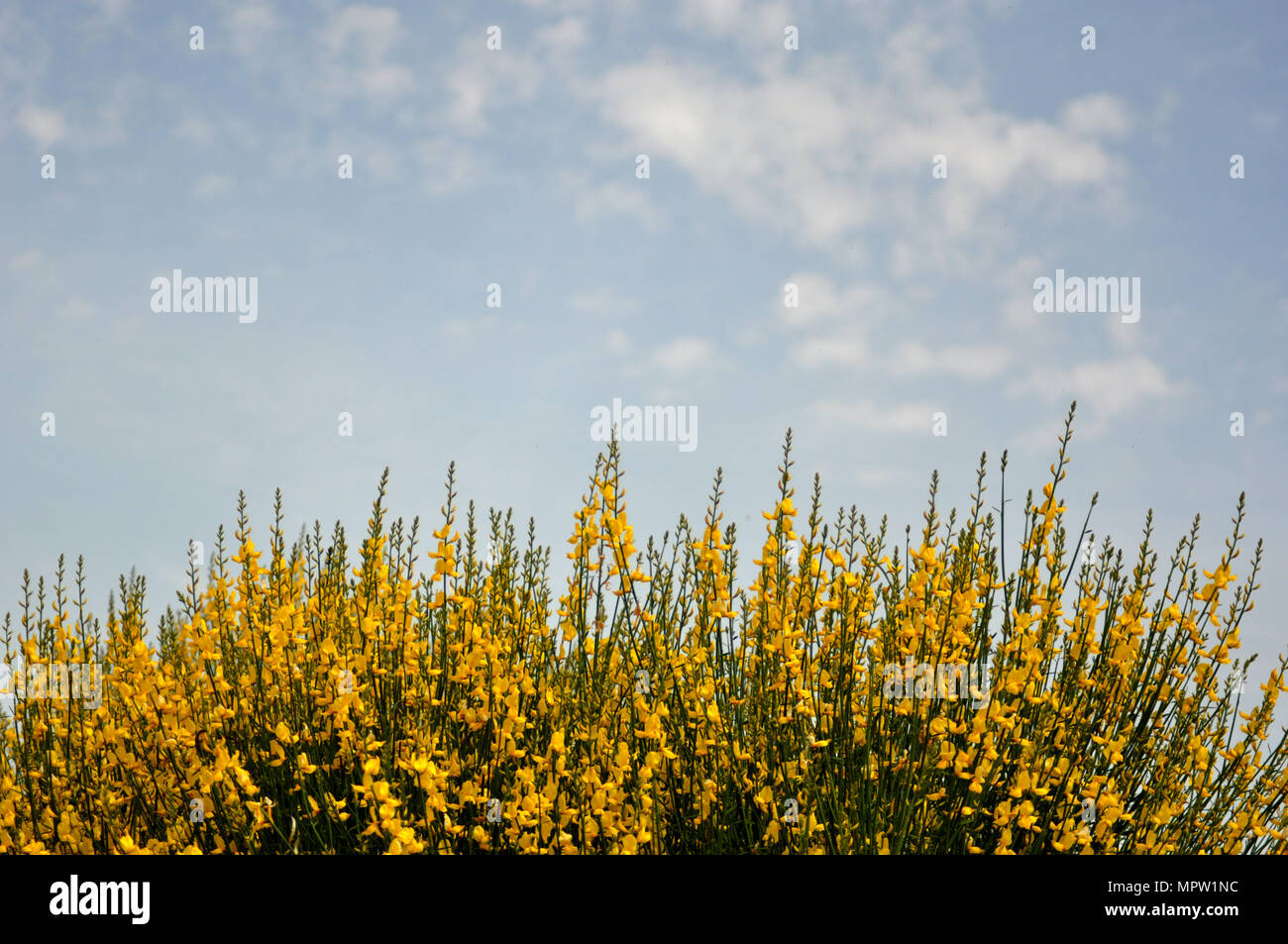broom bushes with yellow flowers Stock Photo - Alamy
