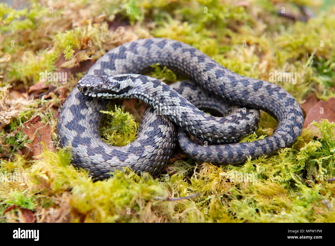 Adder scotland hi-res stock photography and images - Alamy