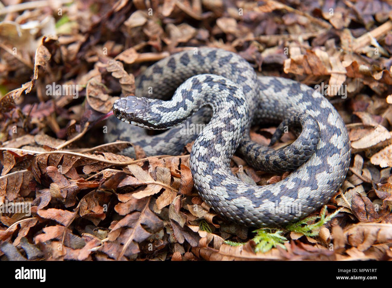 Adder scotland hi-res stock photography and images - Alamy