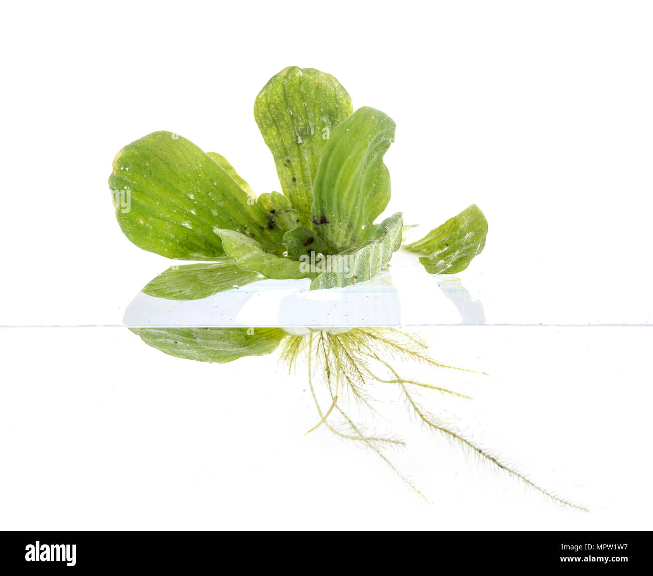 Pistia stratiotes in front of white background Stock Photo - Alamy
