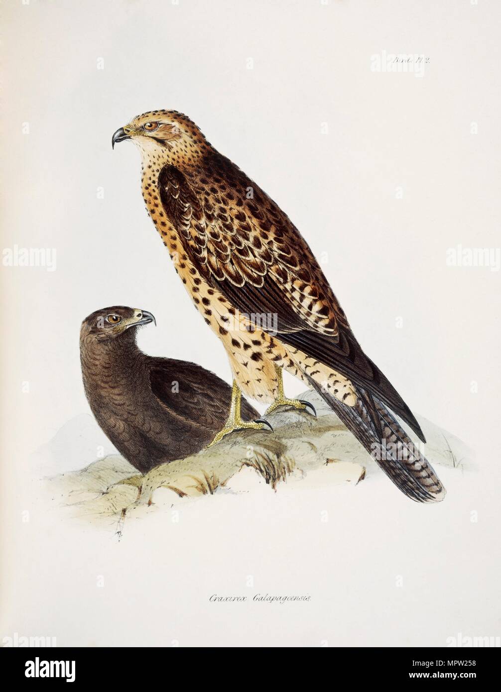 Darwin galapagos drawing hi-res stock photography and images - Alamy