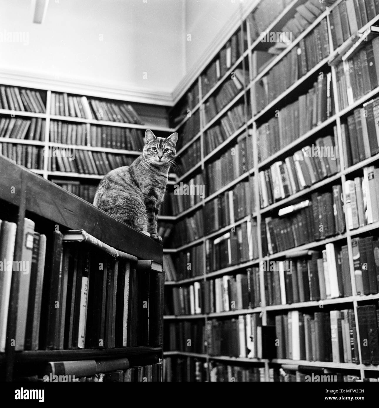 Cat In Library