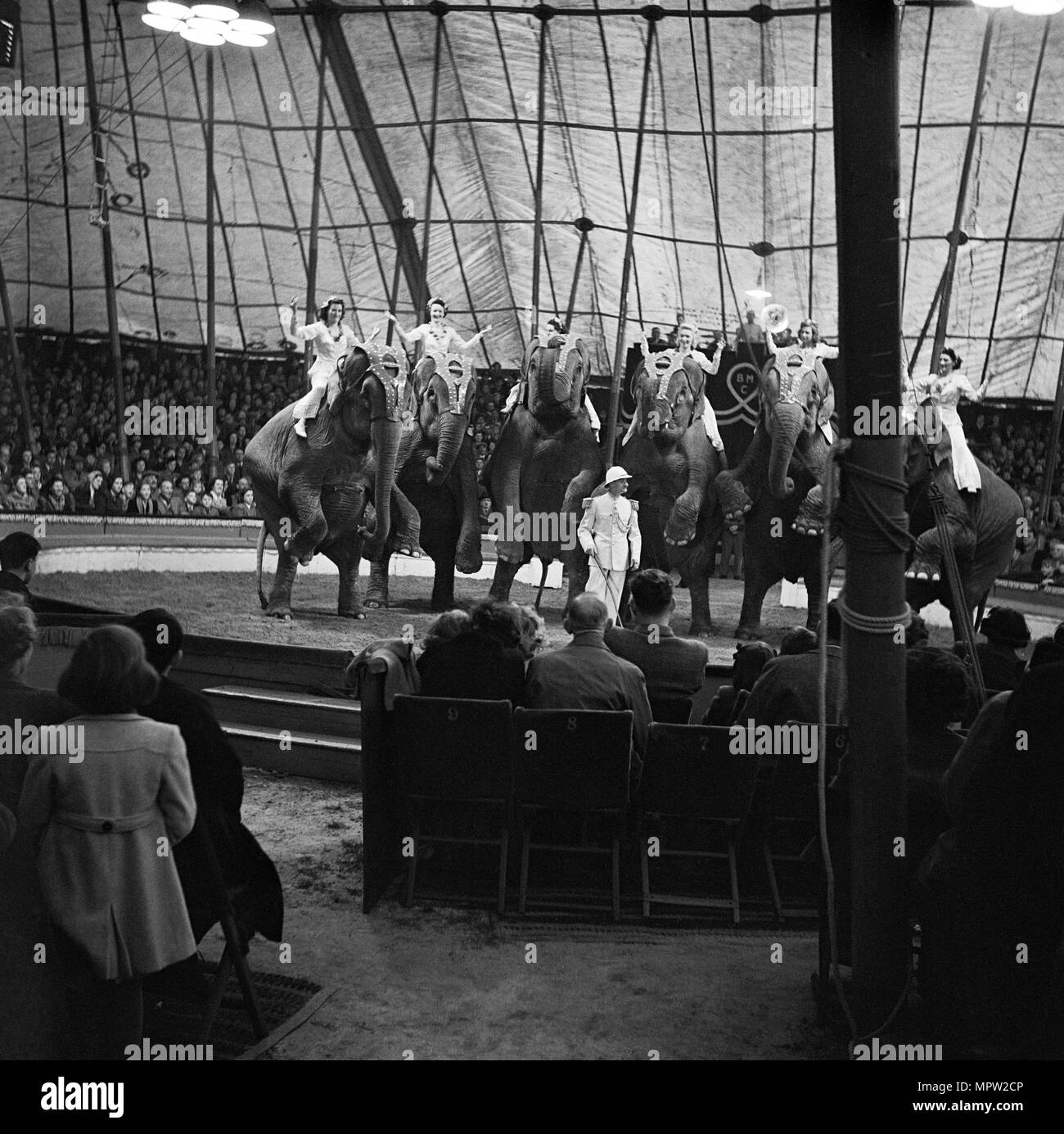 Elephants performing bertram mills circus hi-res stock photography and ...