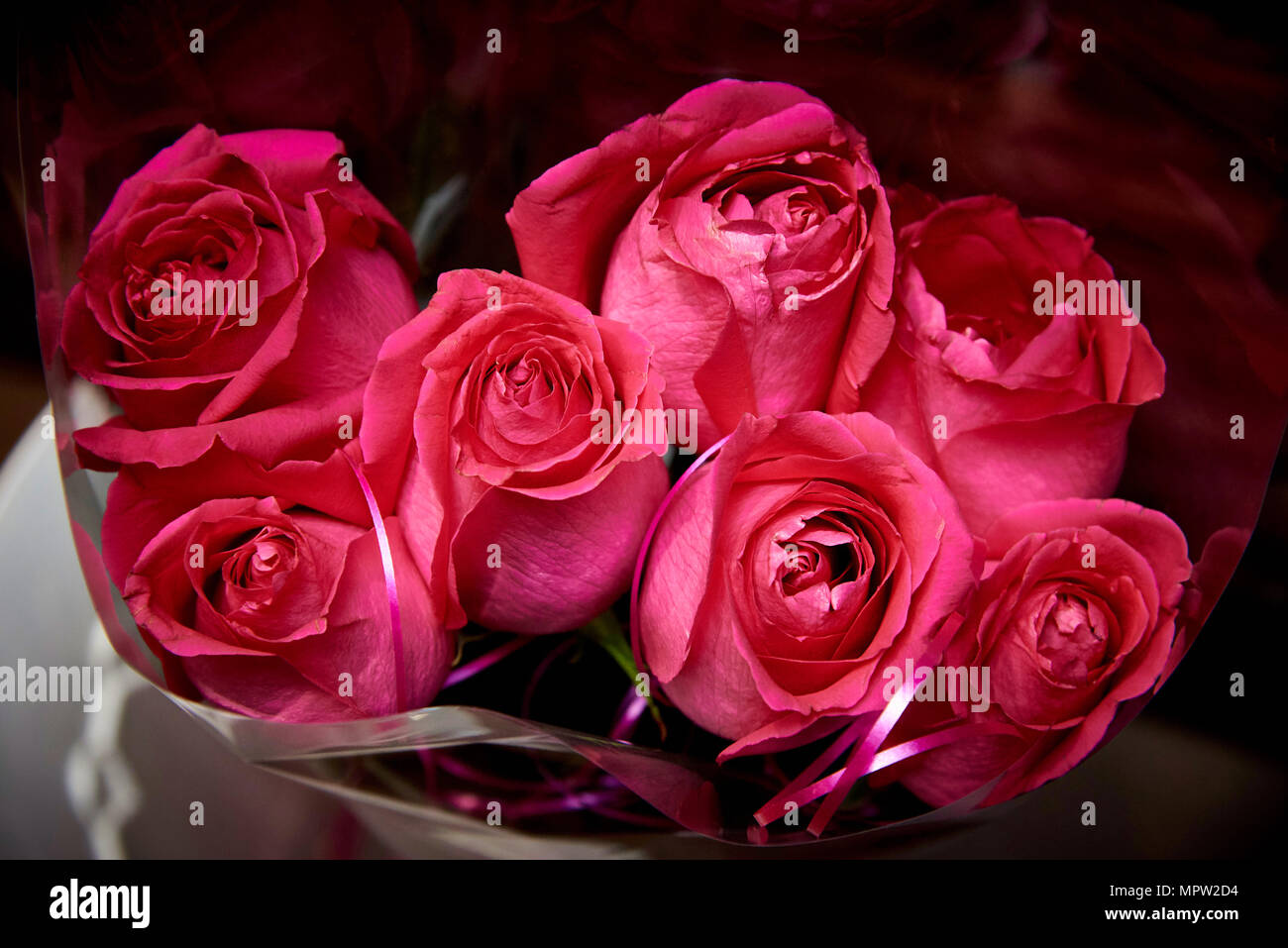 Dark pink roses hi-res stock photography and images - Alamy
