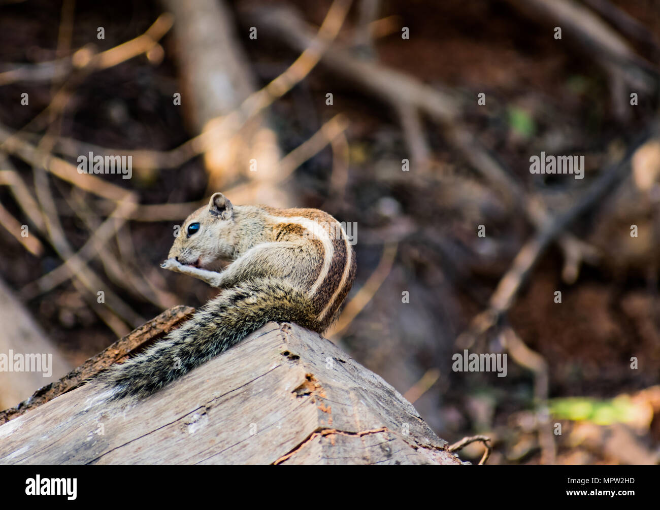 Cartoon squirrel hi-res stock photography and images - Alamy