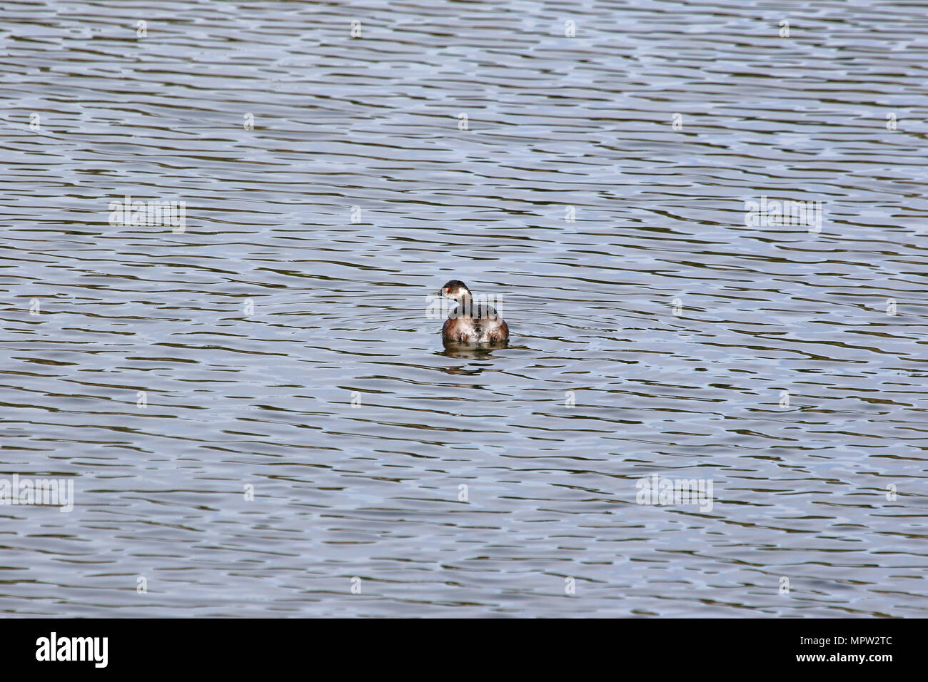 Slovenian grebe hi-res stock photography and images - Alamy