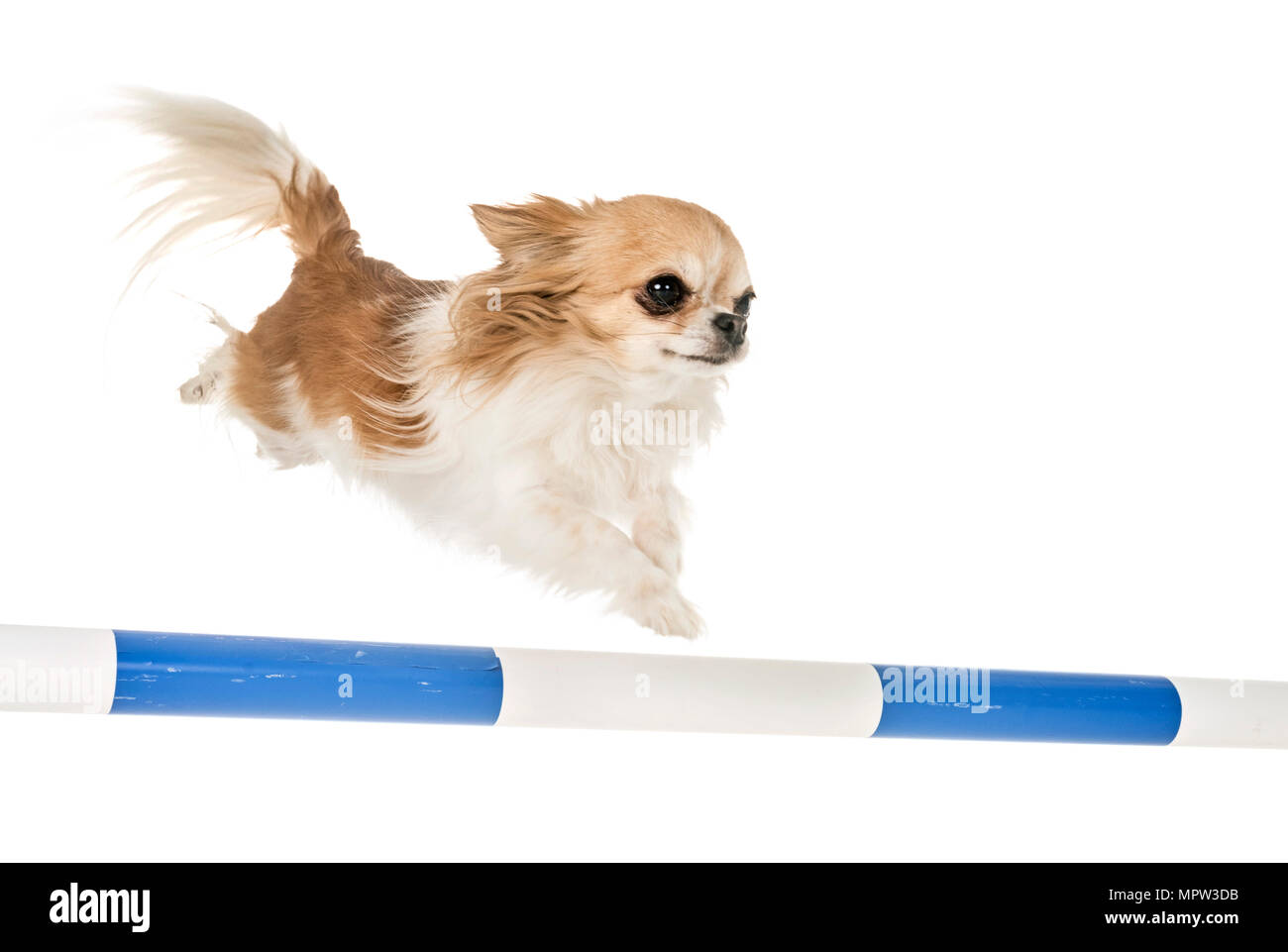 training of agility in front of white background Stock Photo - Alamy