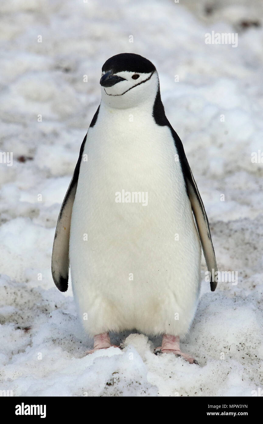 Bearded Penguin High Resolution Stock Photography and Images - Alamy