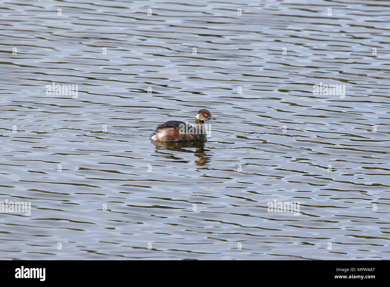 Slovenian grebe hi-res stock photography and images - Alamy