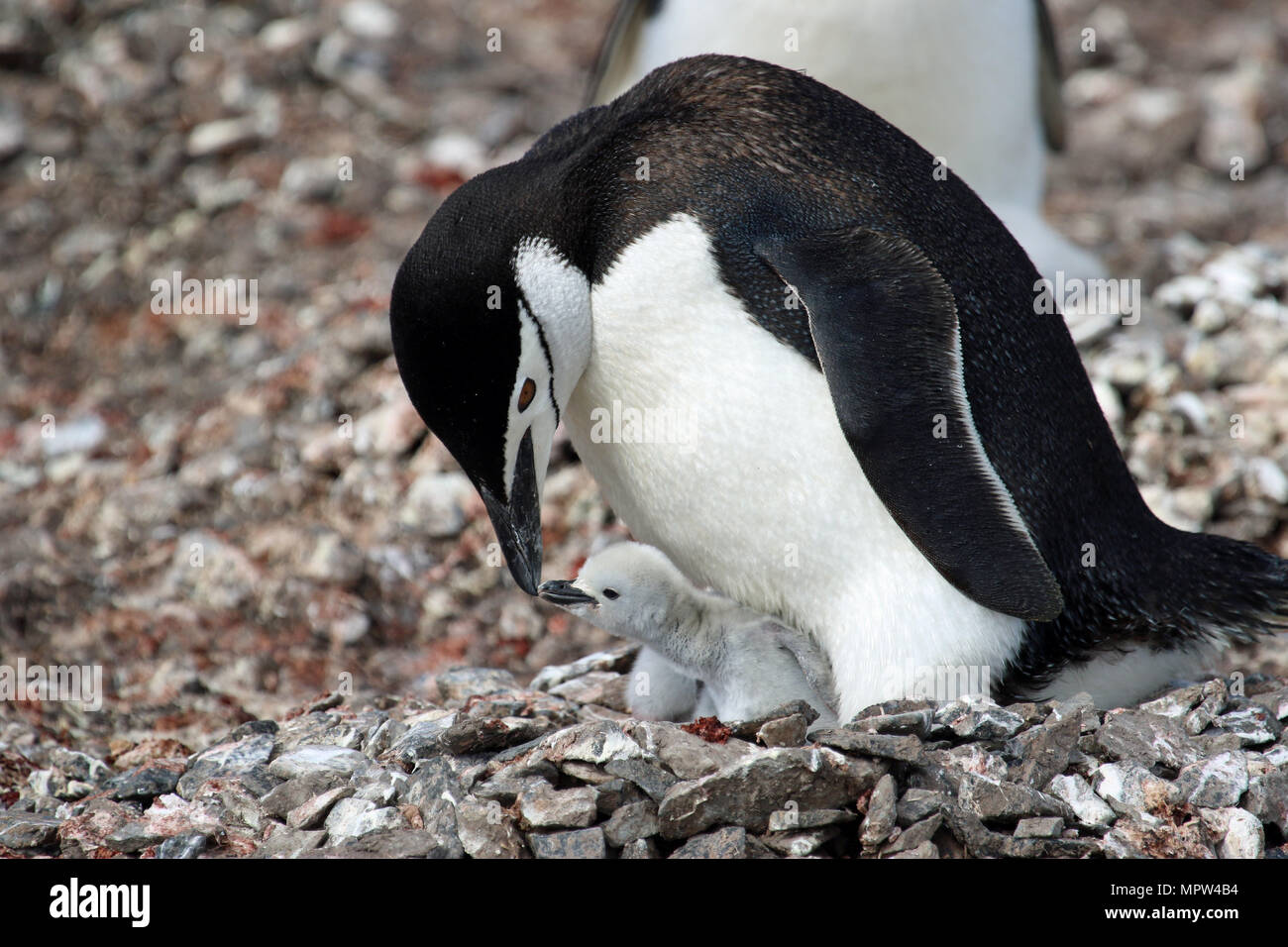 Bearded penguin hi-res stock photography and images - Alamy