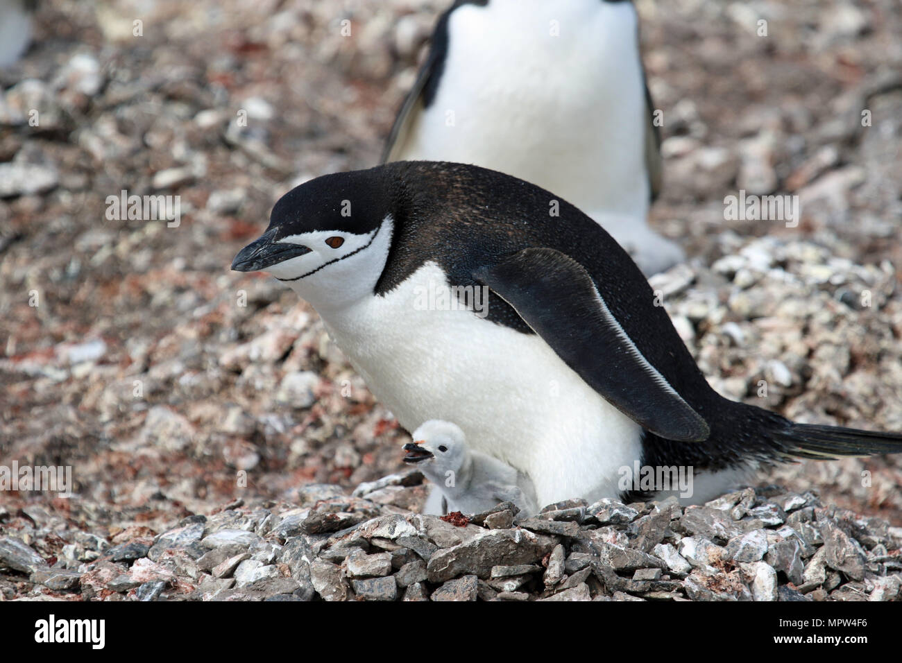 Chinstrap penguin chick hi-res stock photography and images - Alamy