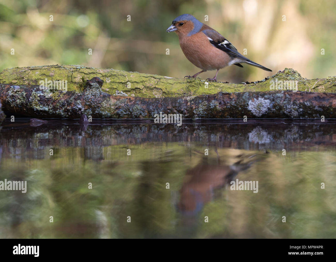 British chaffinch hi-res stock photography and images - Alamy