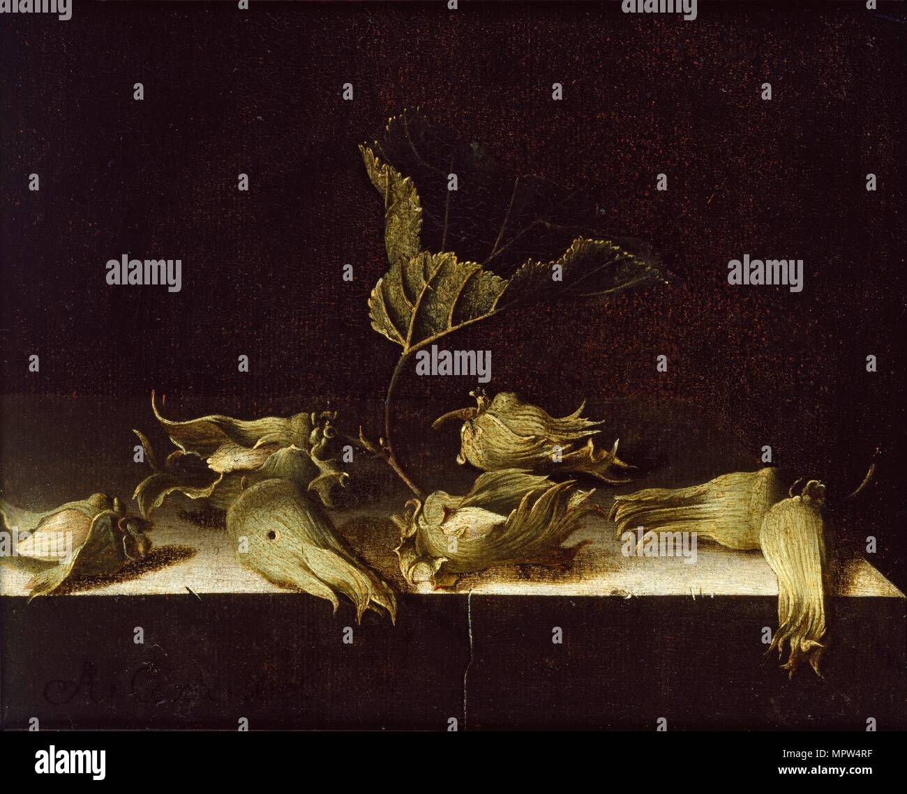 Still Life with Hazel-nuts, 1696. Artist: Adriaen Coorte Stock Photo ...