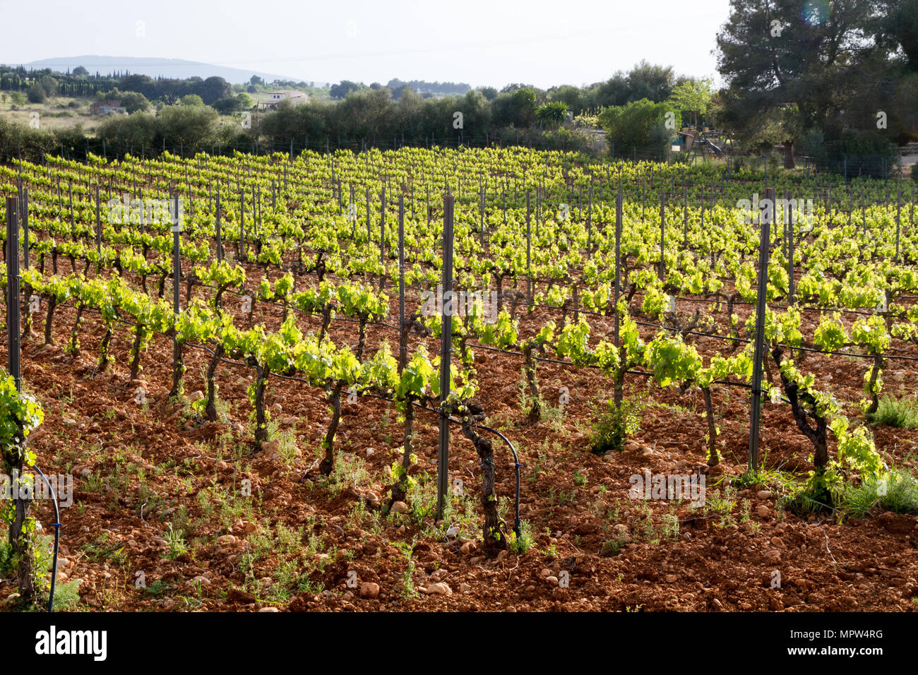 Grape vineyard ripening, agriculture field countyside vine production ...
