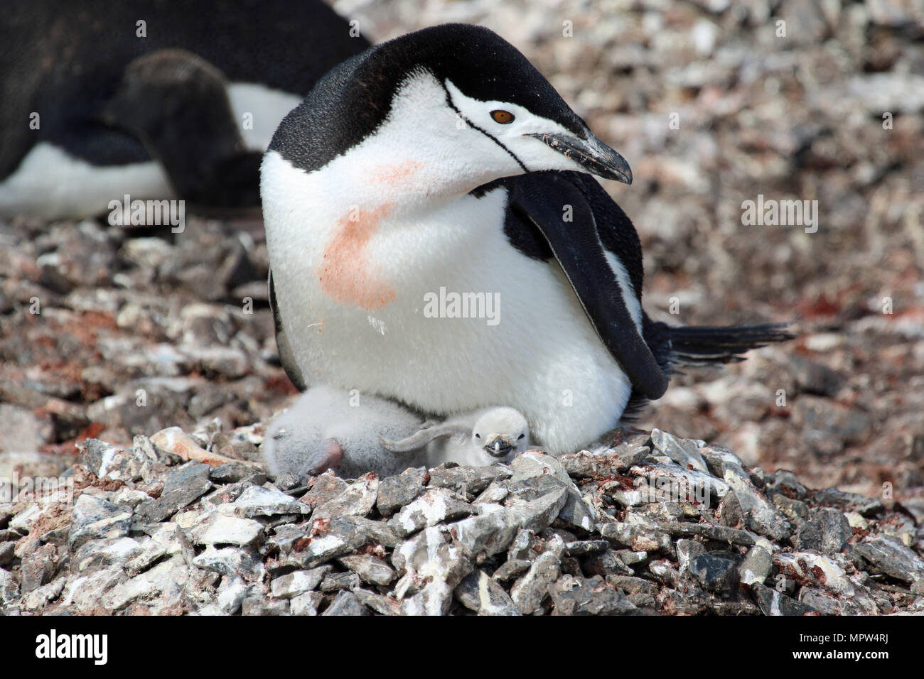Bearded penguins hi-res stock photography and images - Alamy