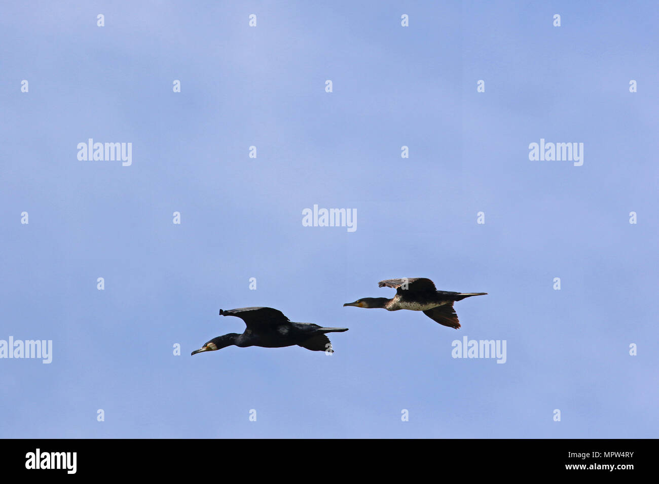 Liver birds wings hi-res stock photography and images - Alamy