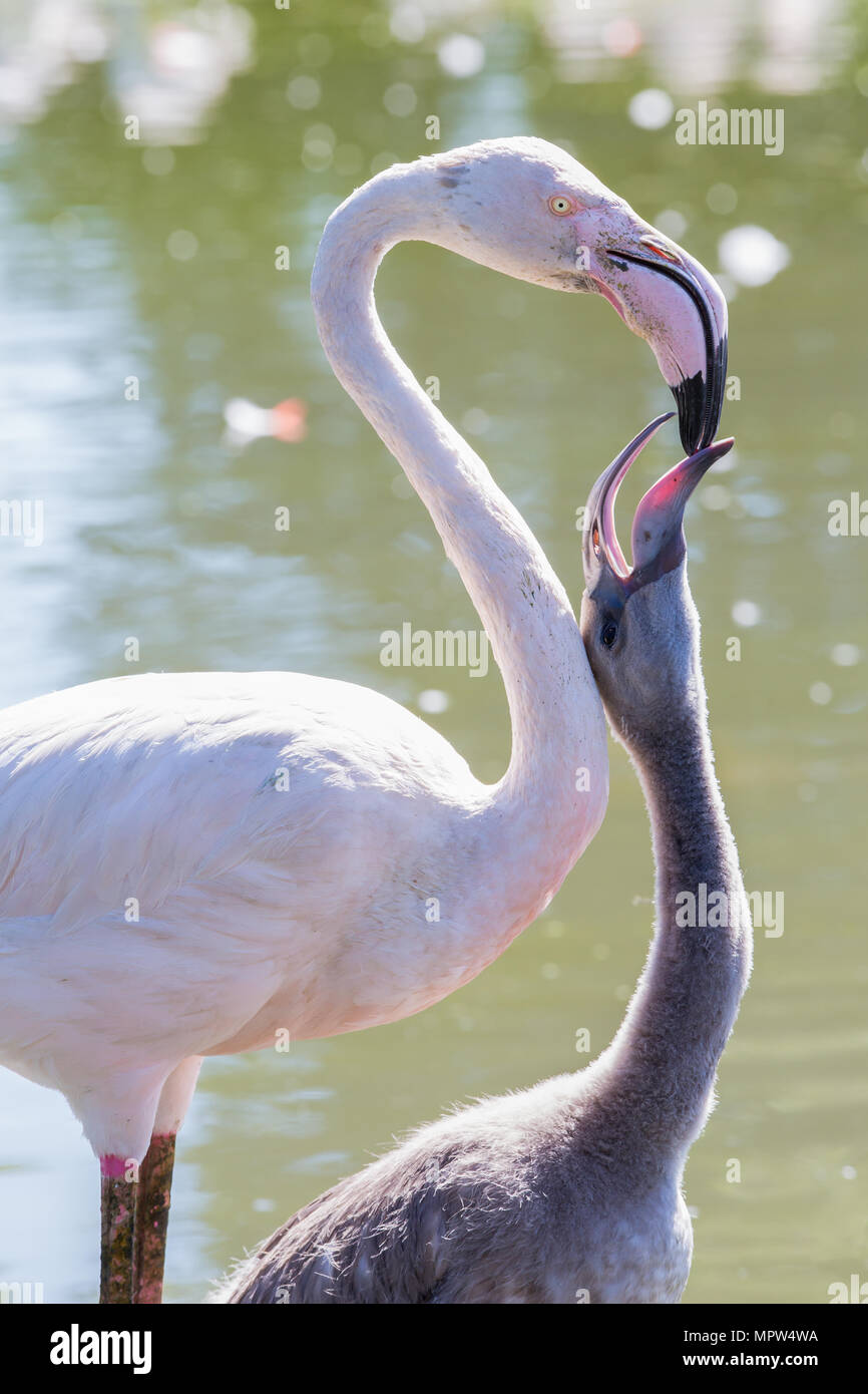Flamingo feeds juvenile hi-res stock photography and images - Alamy