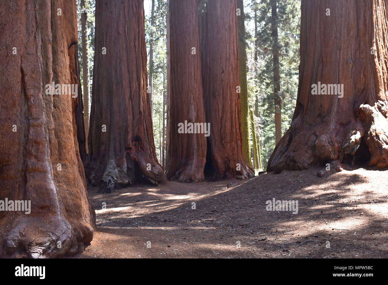 Sequoias national park hi-res stock photography and images - Alamy