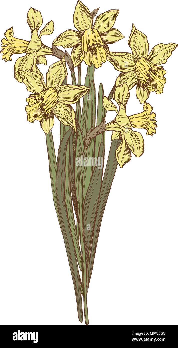 Vector hand drawn daffodils illustration Stock Vector Image & Art - Alamy