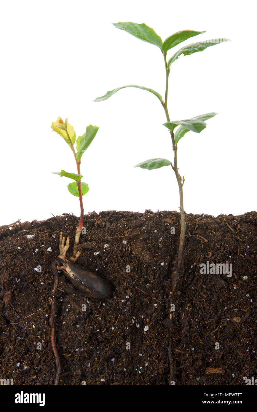 Cross section view plant roots hi-res stock photography and images - Alamy