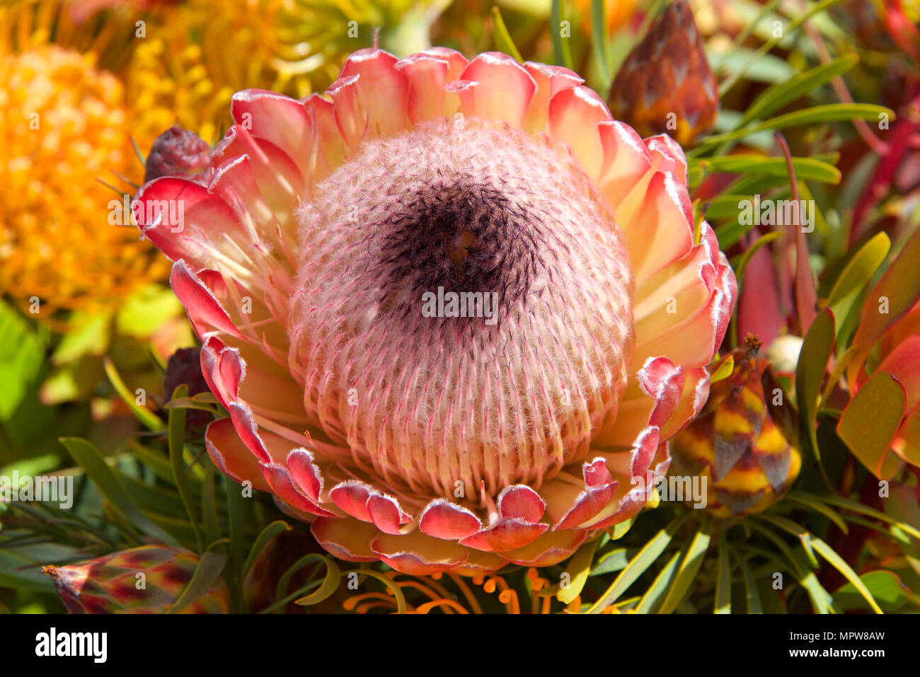 Pink Ice protea flower, close up with leaves and other flowers in ...